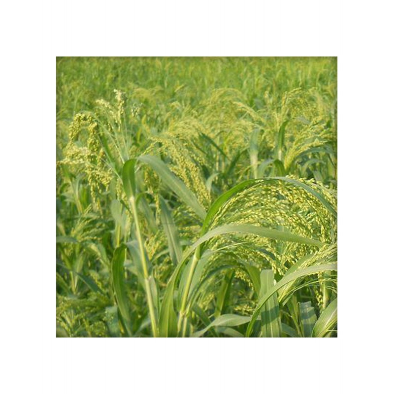 Parboiled Traditional Millet (Kutki, Samai - Little) 1kg - Buy Direct ...