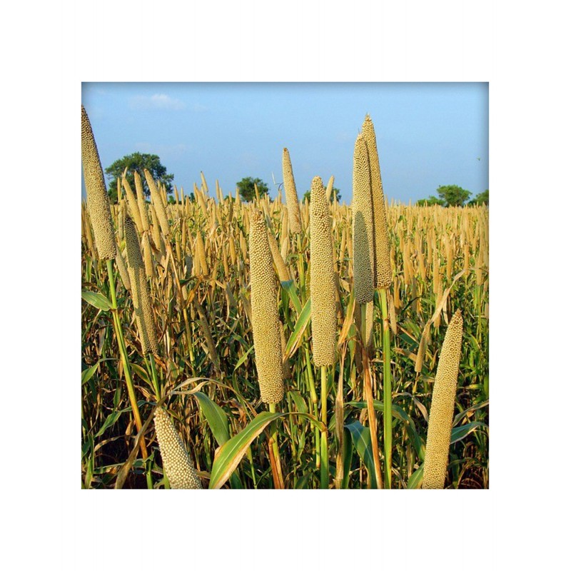 Traditional Millet (Bajra or Pearl) 1kg - Buy Direct from Farm, Healthy ...
