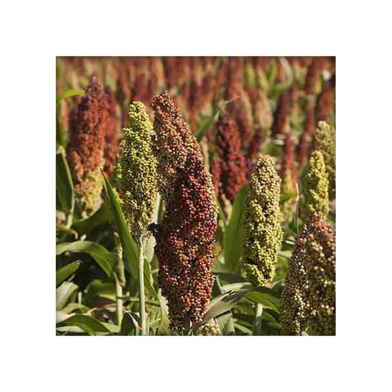 Traditional Millet Jwar (Sorghum) 500Gms - Buy Direct from Farm ...