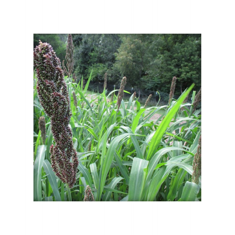 Traditional Millet (Barnyard) 500 Gms - Buy Direct from Farm, Healthy ...