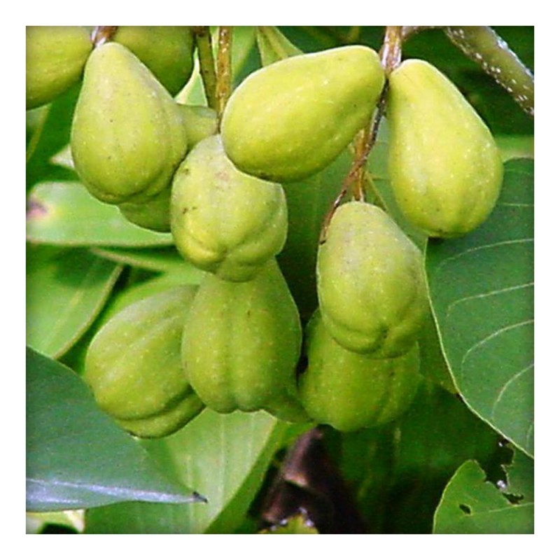 Harra Powder(harad or terminalia chebula) 100gm - Buy Direct from Farm ...