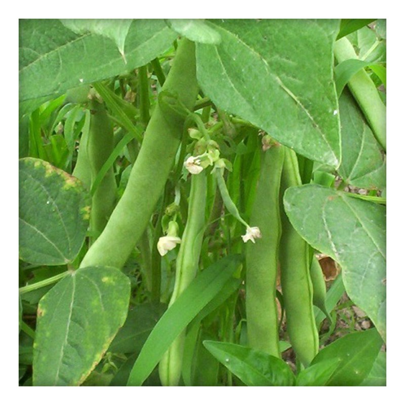 Rajma Plant