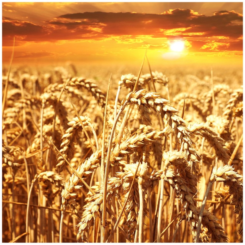 WHEAT BRAN-FIBRE RICH CHOKER (500 Gms) - Buy Direct from Farm, Healthy ...