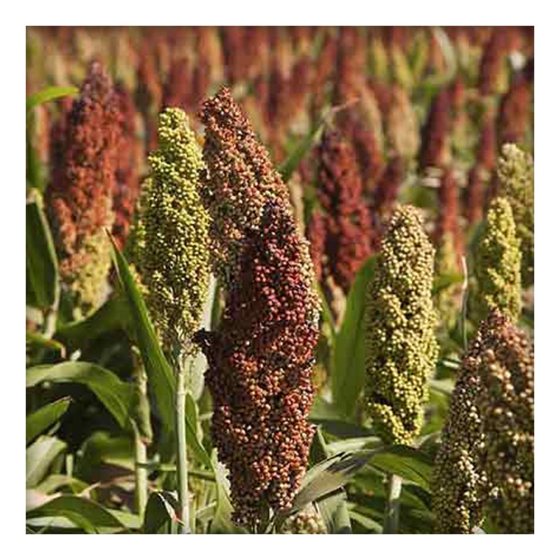 Jwar(Sorghum) Flour 1Kg - Buy Direct from Farm, Healthy and Organic ...