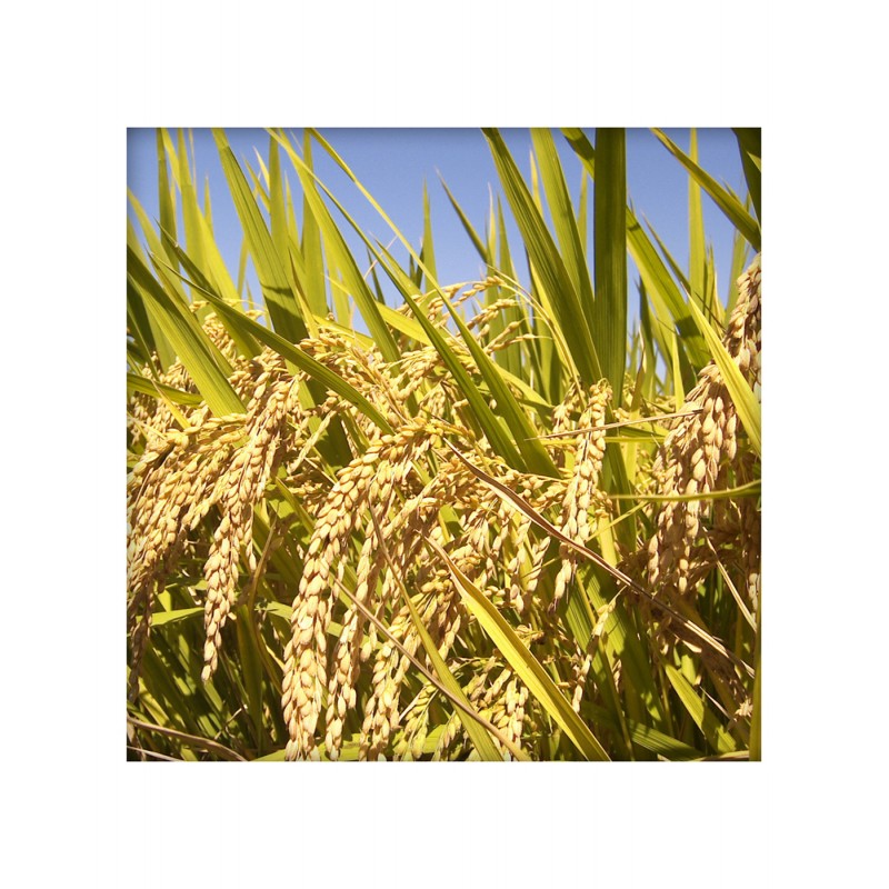 Premium Aromatic Rice (Chindi Kapur) 500 Gms - Buy Direct from Farm ...